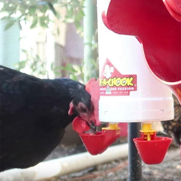 Dine a Chook Chicken Drinker Twin Lubing Cups · Buy Australian Made