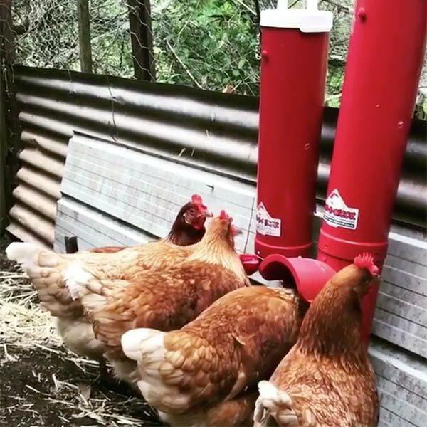 The Big Red Chook Feeder and Twin Cup Drinker · Dine a Chook