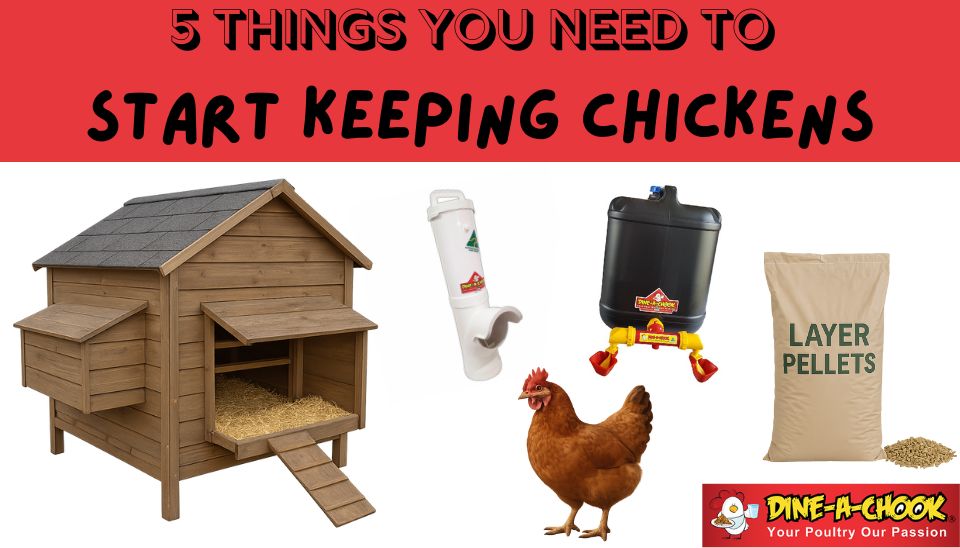 Top 5 Things You Need to Get Started with Keeping Chickens - Dine-A-Chook