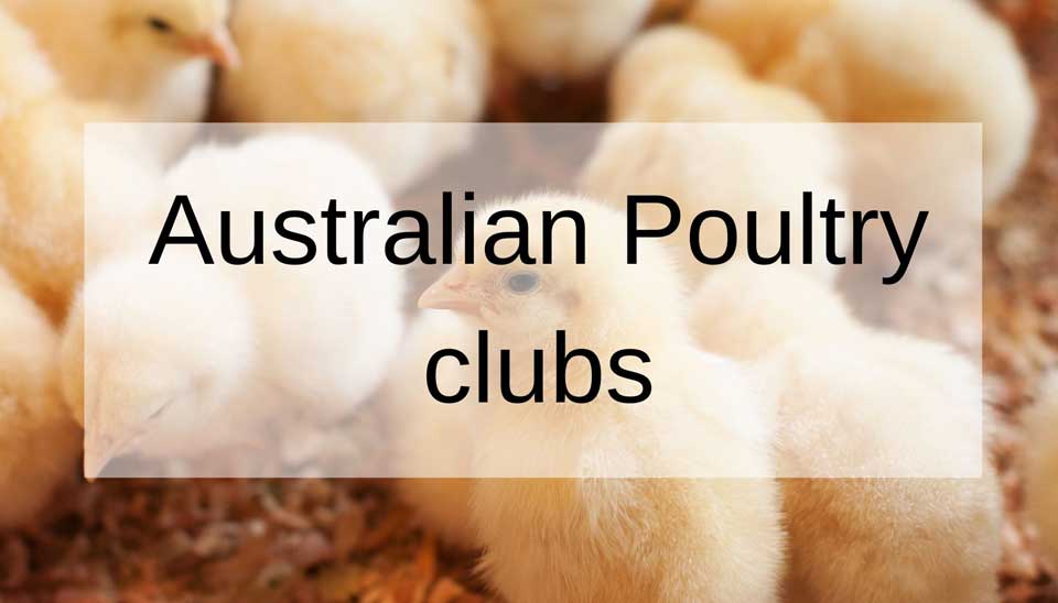 Poultry Clubs Australia - Dine-A-Chook
