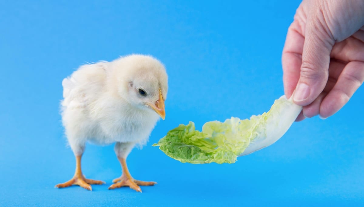 8 Best Chicken Treats Your Flock Will Love - Dine-A-Chook