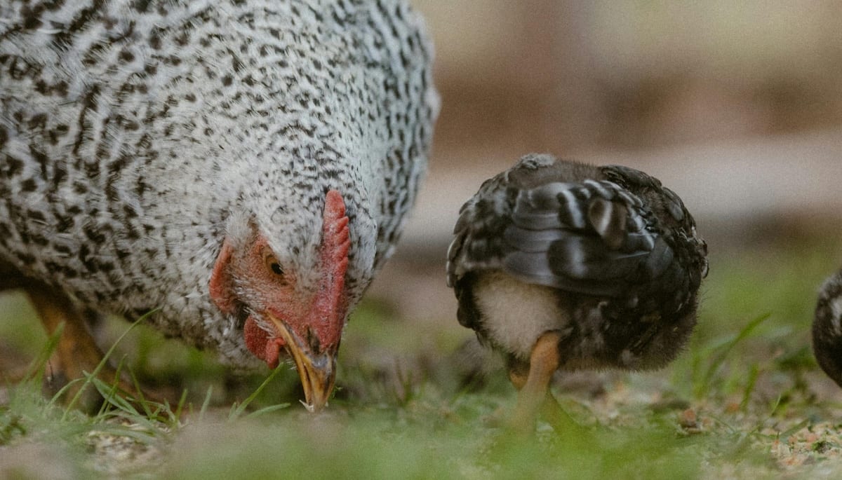 The Role of Chelated Minerals in Poultry Nutrition - Dine-A-Chook