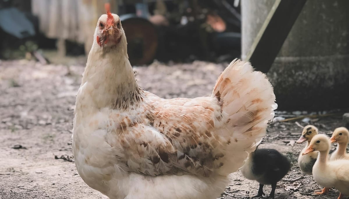 Poultry Feed Additives And How They Help Your Chickens - Dine-A-Chook