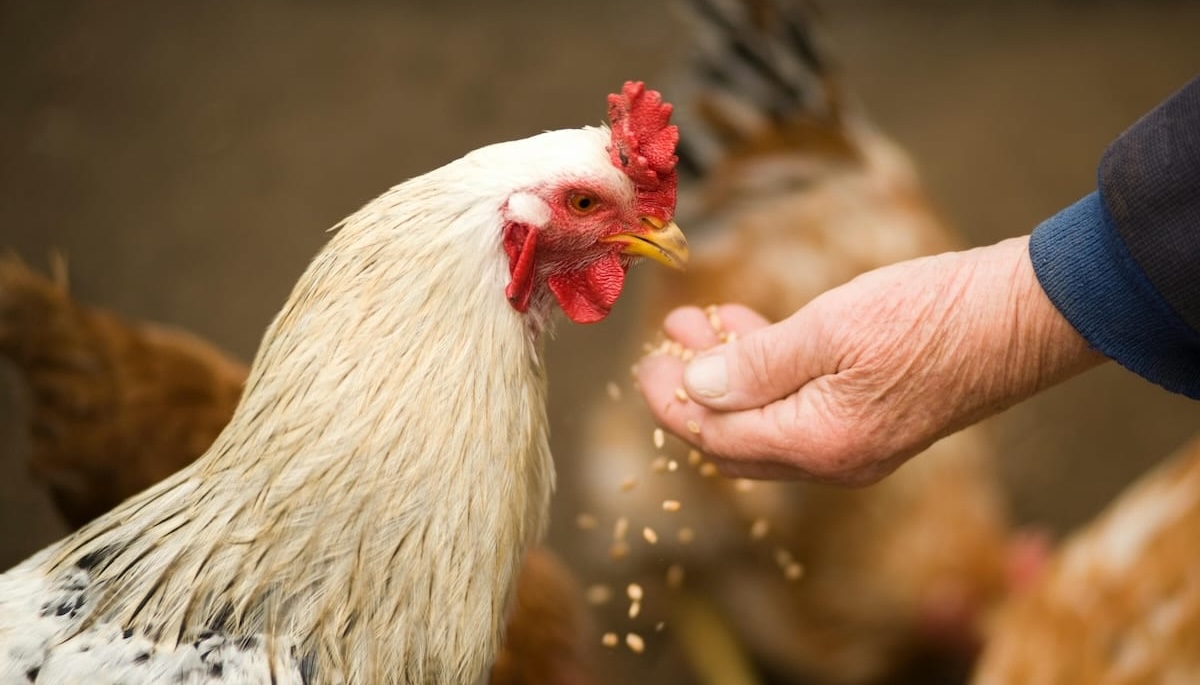 A Complete Guide to All Types of Chicken Feed - Dine-A-Chook