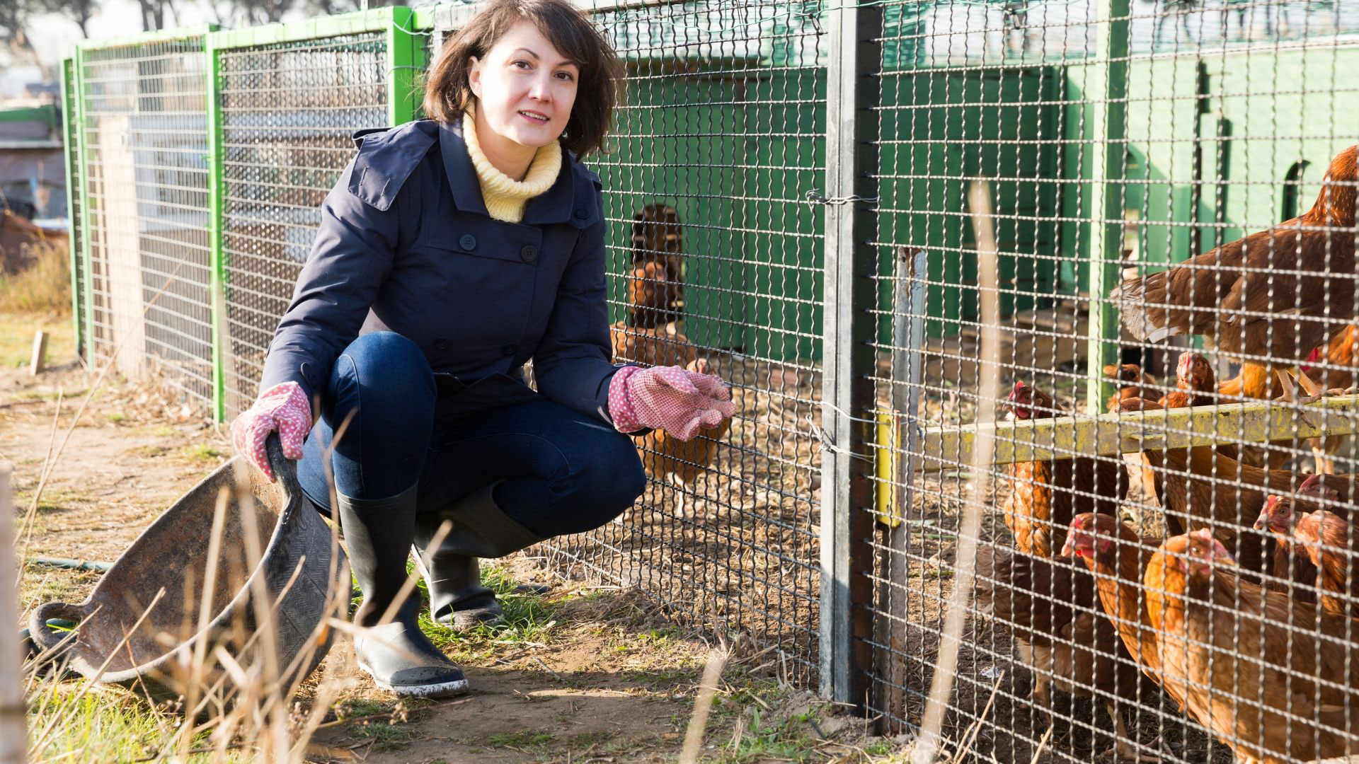 Time Saving Hacks for Chicken Keepers - Dine-A-Chook