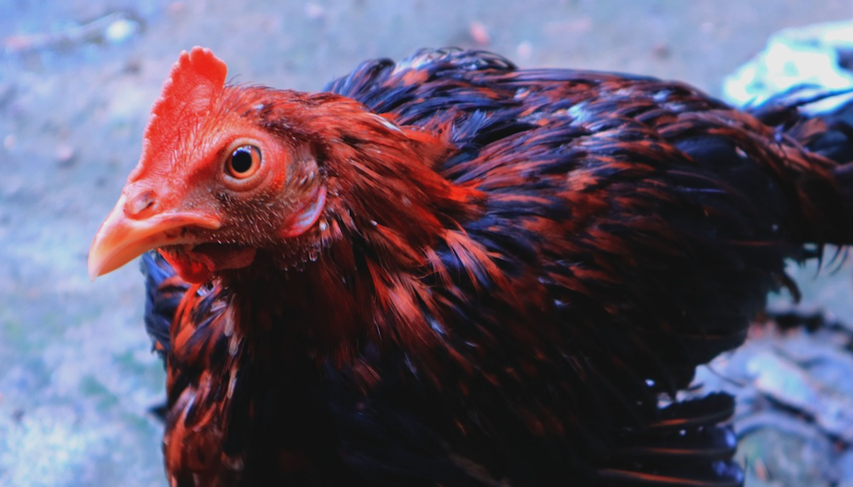 Bathing chickens - Dine-A-Chook