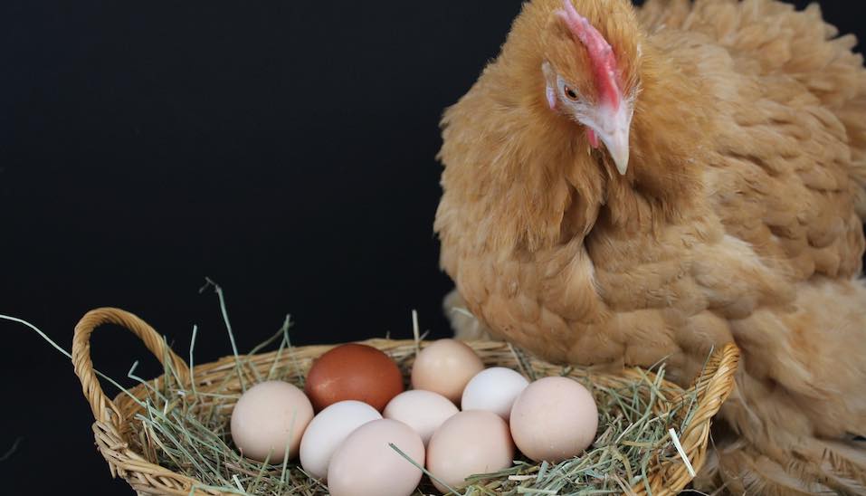 How to Choose the Right Nesting Box for Your Chickens - Dine-A-Chook