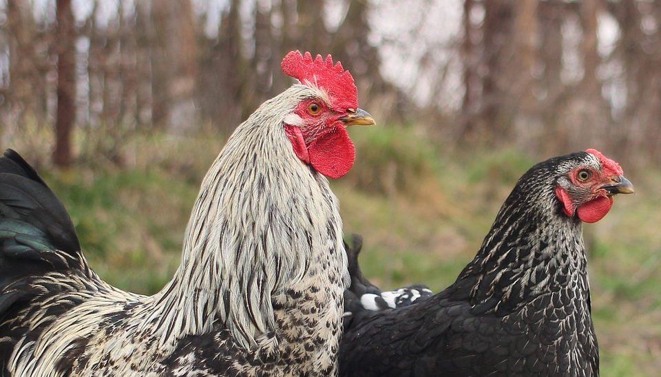 Chicken Tractor - Benefits to owning a moveable chicken coop - Dine-A-Chook