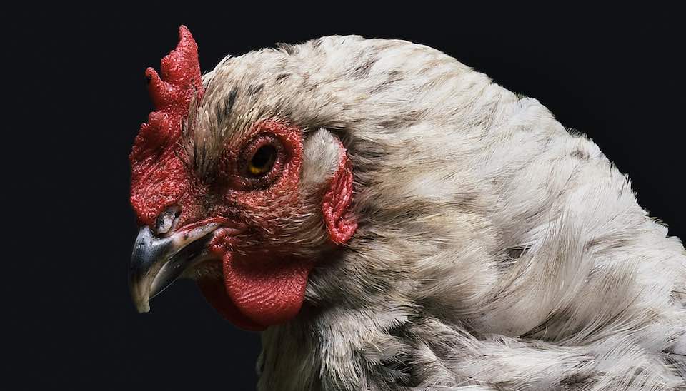 E Coli In Backyard Chickens What You Should Know Dine A Chook E Coli In Backyard Chickens What You Should Know Dine A Chook