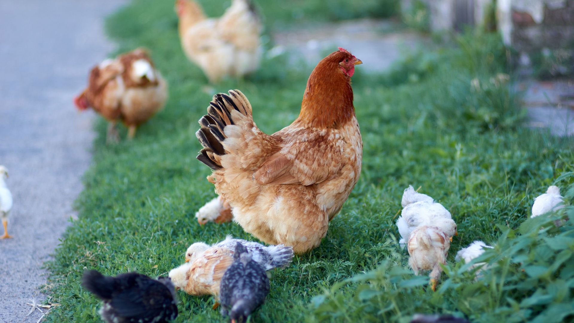 Foraging Greens Improves Chicken Behaviour - Dine-A-Chook