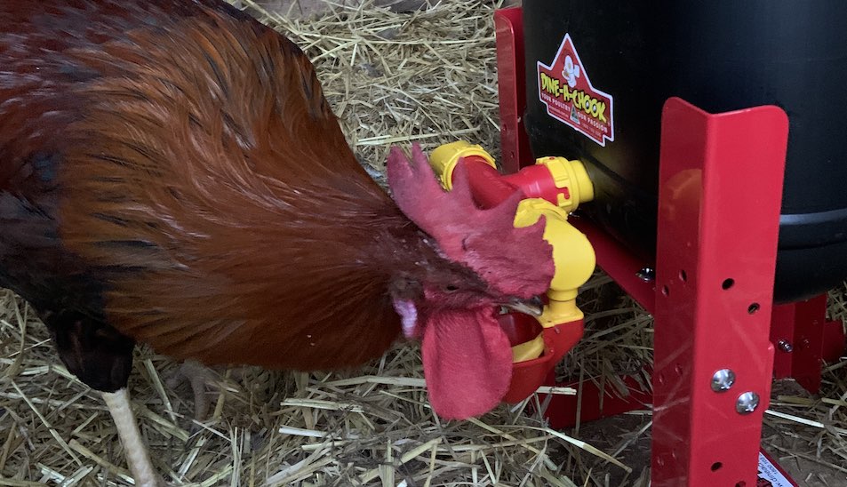 How Much Water Do Chickens Need? - Dine-A-Chook