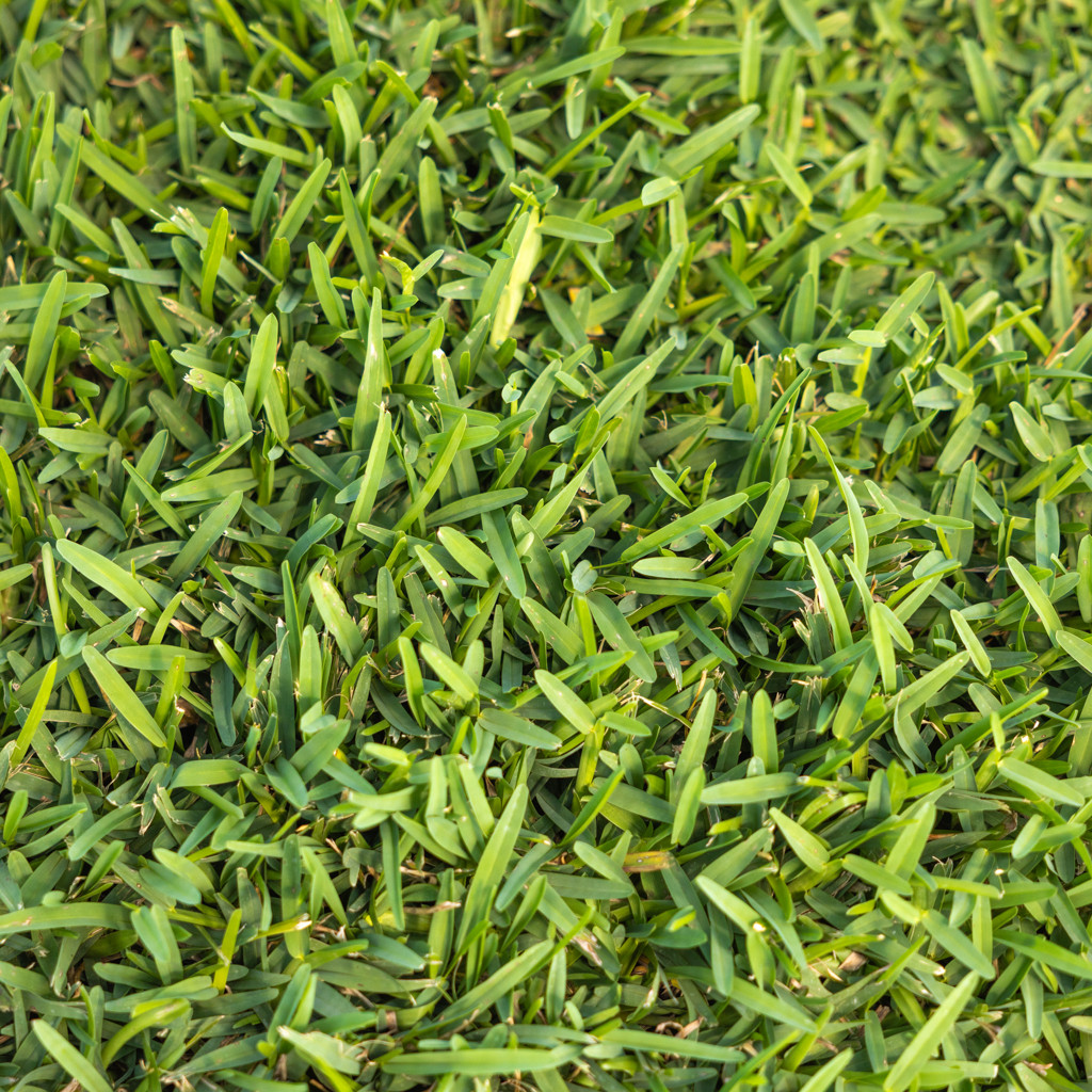 Sod Delivery & Installation in Dallas, TX | USA Sod