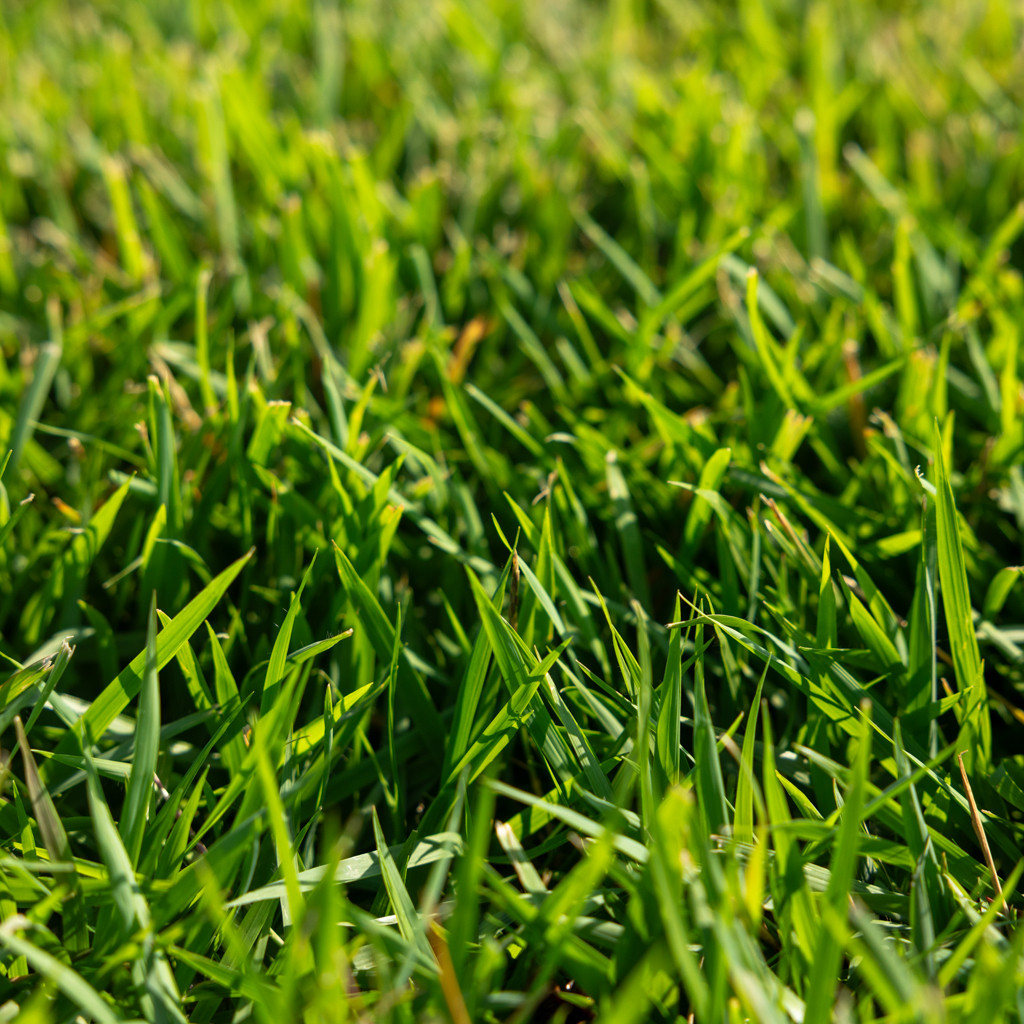 Houston Sod Delivery & Installation | Residential Sod | USA Sod