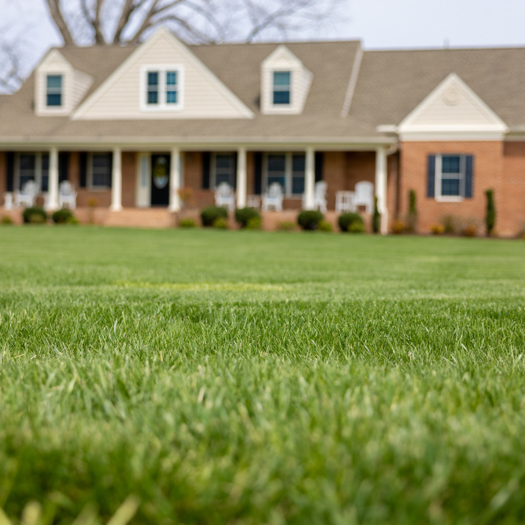 Kentucky Bluegrass Sod | Classic Cool‑Season Lawn Turf – USA Sod