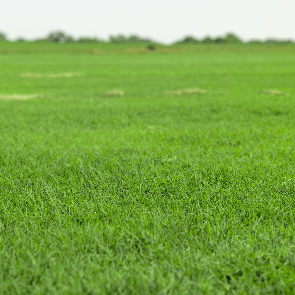 Sod Delivery & Installation in Jacksonville, FL | USA Sod