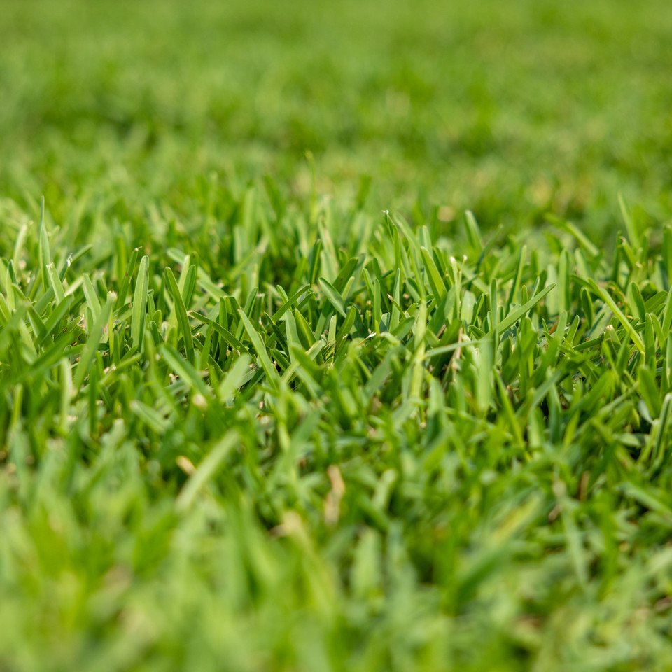 Sod Delivery & Installation in Houston, TX | USA Sod