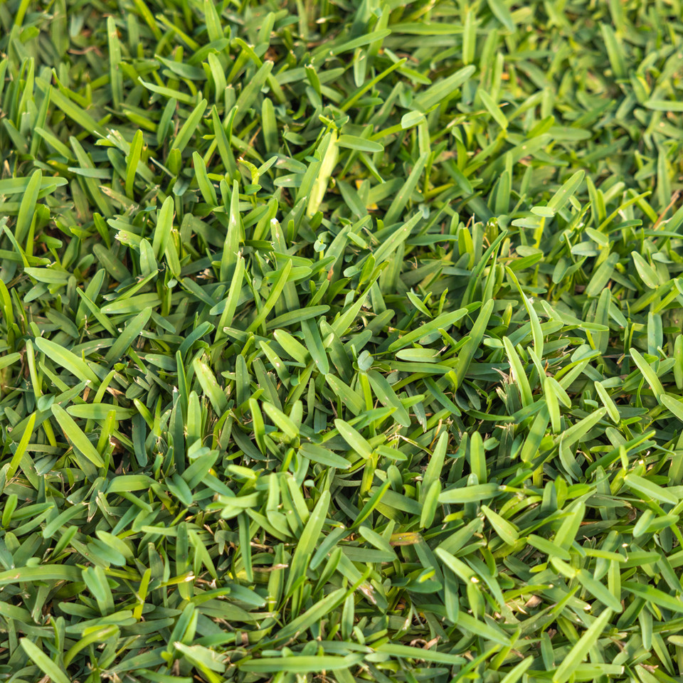 Sod Delivery & Installation in Dallas, TX | USA Sod
