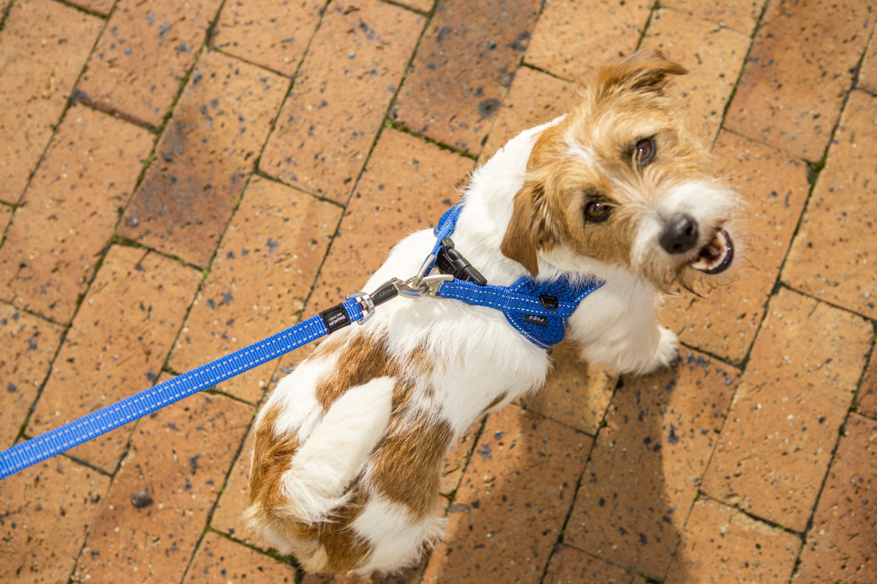 Rogz Utility Classic Dog Lead Turquoise