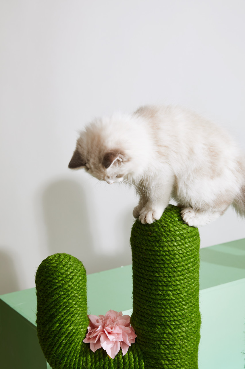 Vetreska Cat Scratching Tree Post | Oasis Cactus Scratcher