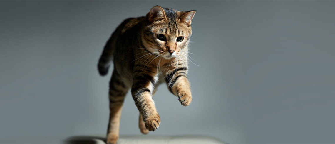 Cat Health Joints and Arthritis - PetO