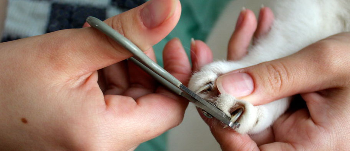 How to Cut Your Cat's Nails - PetO