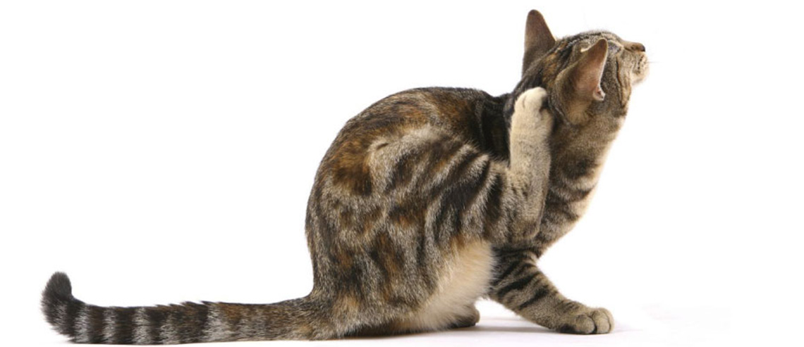 Cat Health Fleas - PetO