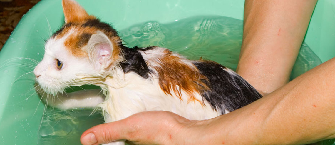 Tips for Washing Your Cat - PetO