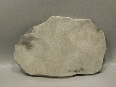 Agatized Coral Fossilized Rough Rock Stone Slab Lapidary #O6 - OakRocks