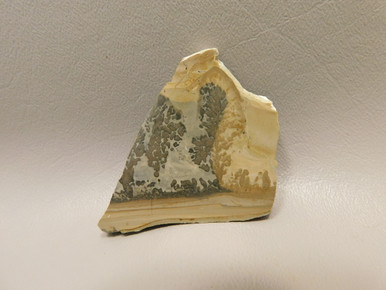 Cotham Marble Fossil Polished Stone Slab Stromatolite Small #O22 - OakRocks