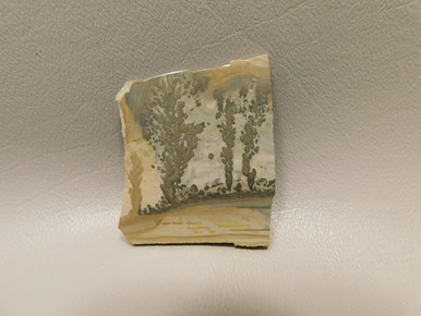 Cotham Marble Fossil Polished Stone Slab Stromatolite Small #O23 - OakRocks