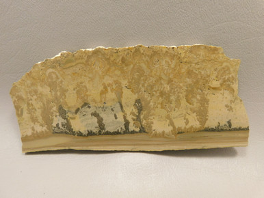 Cotham Marble Fossil Polished Stone Slab Stromatolite Rock #O24 - OakRocks