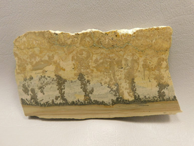 Cotham Marble Fossil Polished Stone Slab Stromatolite Rock #O25 - OakRocks