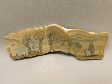 Cotham Marble Fossil Polished Stone Slab Stromatolite Rock #O26 - OakRocks