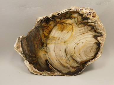 Petrified Wood Polished Rock Round Saddle Mountain Washington #O109 ...