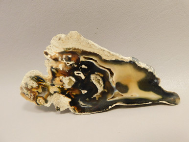 Agatized Coral Polished Geode Fossilized Rock Florida #O1 - OakRocks