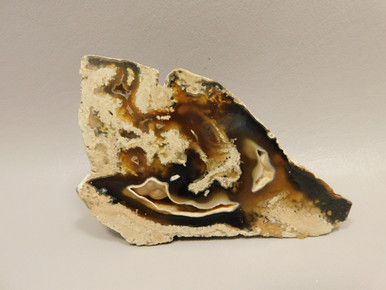 Agatized Coral Polished Geode Fossilized Rock Florida #O2 - OakRocks