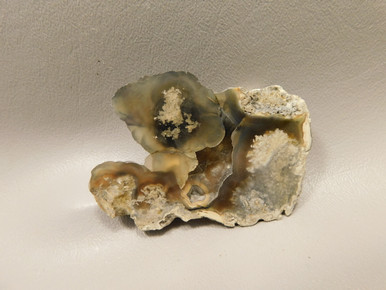 Agatized Coral Polished Fossilized Rock Florida #O2 - OakRocks