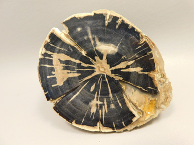 Eden Valley Petrified Wood Wyoming Polished Round Stump #O132-64 - OakRocks