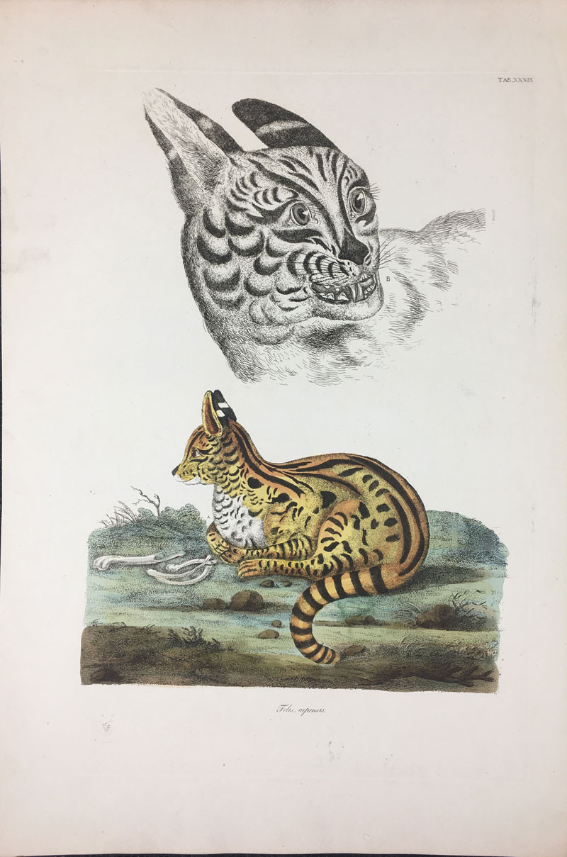 Felis capensis TAB.XXXIX (Serval)