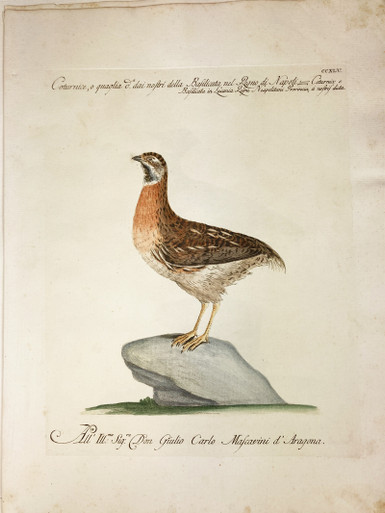 Quail CCXLV - Timmons Vintage Posters