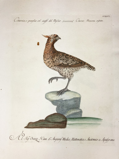 Quail CCXLVI - Timmons Vintage Posters