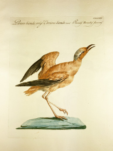 Plover CDLXXV - Timmons Vintage Posters