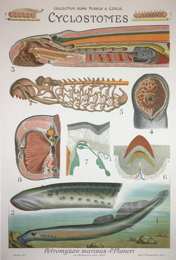 Cyclostomes