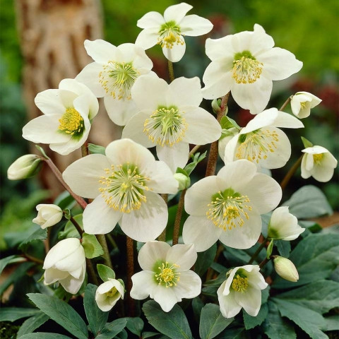 Hellebore