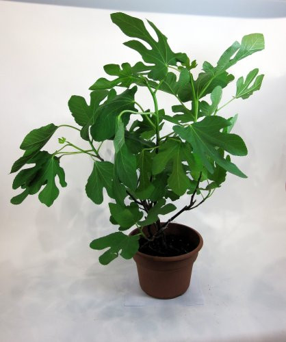Fig Tree/Bush - Urban Garden Center