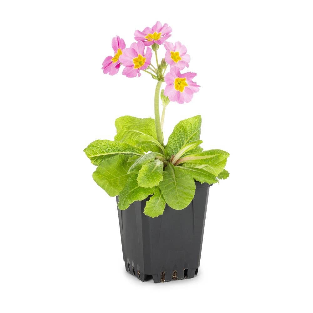 Primrose - Urban Garden Center