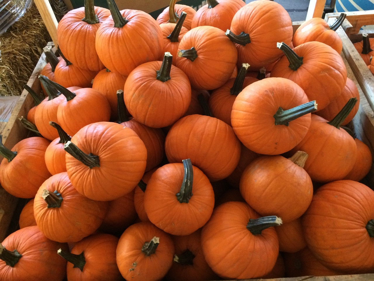 goulds pumpkins