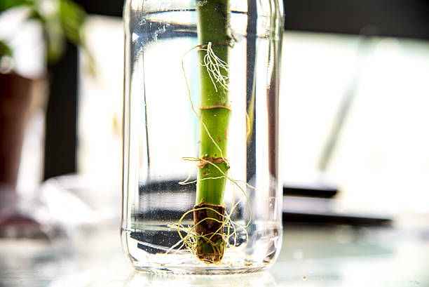 Assemble Lucky Bamboo in Test Tube - New England Bonsai Gardens Wholesale