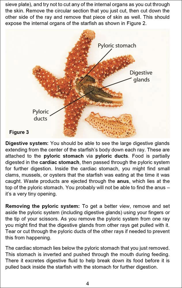 Starfish Dissection Guide