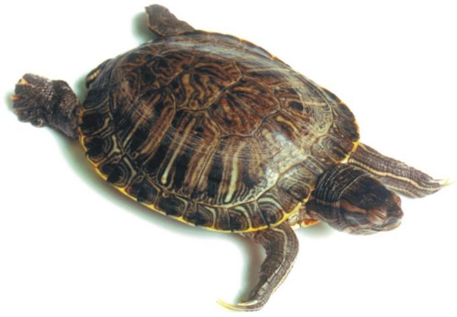 Turtle Dissection Specimens, 6-8" Double Injected | HST